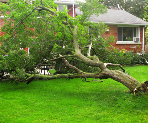 Tree Services - Tidwell's Tree Service